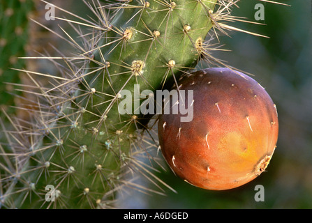 fragrant prickly apple cactus Harrisis fragrans Martin County Savannas ...