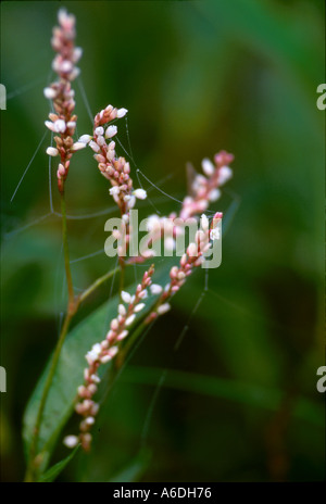 smartweed knotweed Polygonum sp Okeechobee County river Stock Photo - Alamy