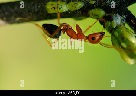carpenter ant Camponotus spp insects bugs Stock Photo - Alamy