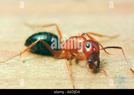 carpenter ant Camponotus spp insects bugs Stock Photo - Alamy