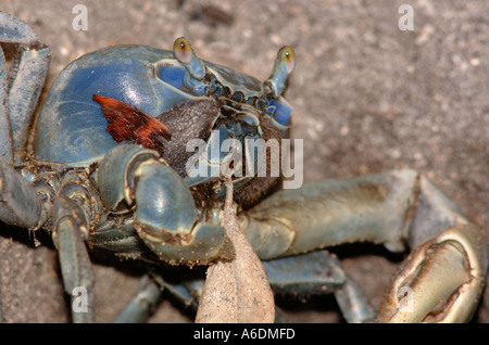 Great land crab Cardisoma guanhumi crustacean class crabs exoskeleton ...