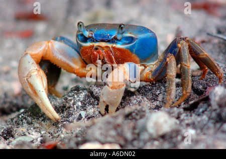 Great land crab Cardisoma guanhumi crustacean class crabs exoskeleton ...