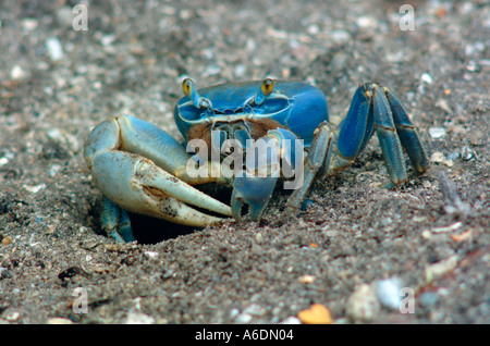 Great land crab Cardisoma guanhumi crustacean class crabs exoskeleton ...