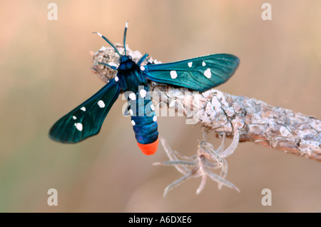 Oleander moth Syntomeida epilais commonly called the polka dot wasp ...