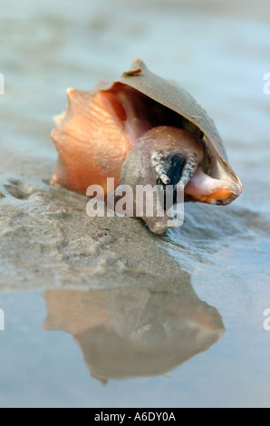 Juvenile Queen Conch Strombus gigas making its way off an exposed ...