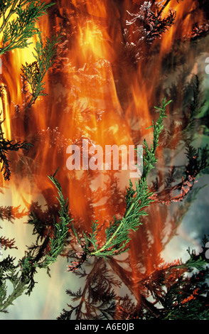 Burning cedar tree, British Columbia, Canada Stock Photo - Alamy
