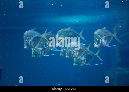 Lockdown fish Selene dorsalis Atlantic, aquarium Berlin Germany Stock ...