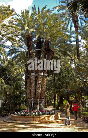 Emperor palm, palmera imperially in the priest garden, huerto del cura ...