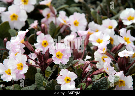 Primula Guinevere March 30 Stock Photo - Alamy