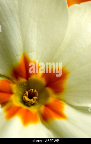 A close up of a single cream and orange red flower of Fuchsia Mandarin ...