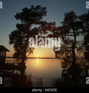 Cypress trees at sunset on a Florida lake Stock Photo - Alamy