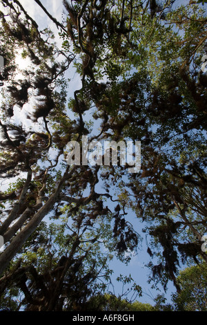 Scalesia trees Scalesia pedunculata on the island of Santa Cruz in the ...