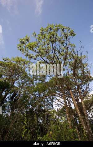 Scalesia trees Scalesia pedunculata on the island of Santa Cruz in the ...