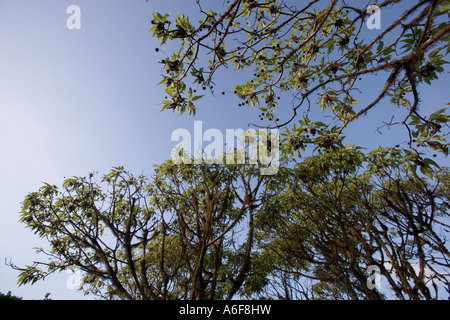 Scalesia trees Scalesia pedunculata on the island of Santa Cruz in the ...