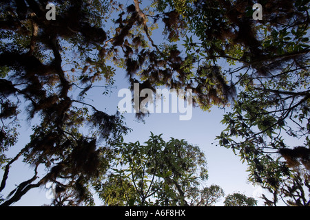 Scalesia trees Scalesia pedunculata on the island of Santa Cruz in the ...