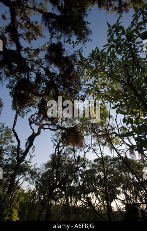 Scalesia trees Scalesia pedunculata on the island of Santa Cruz in the ...