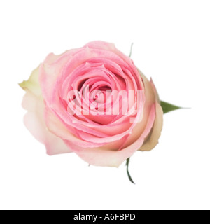 COMMON NAME: Roses LATIN NAME: Rosa Stock Photo - Alamy