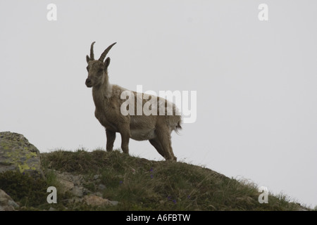 An Ibex in the Alps near Chamonix France Stock Photo - Alamy