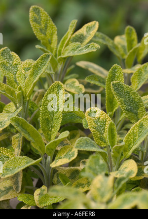 Variegated Golden Sage (Salvia officinalis Icterina), Lamiaceae Stock ...
