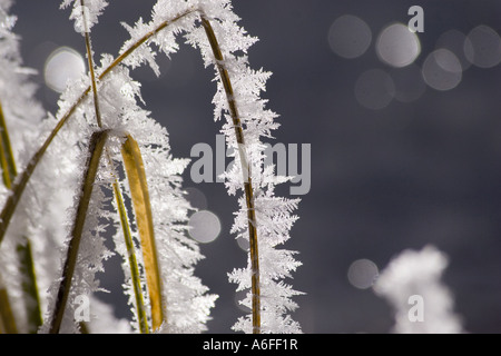 A beautiful closeup of a willow tit in the snowy forest Stock Photo - Alamy