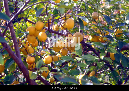 A lemon tree on private property on Balboa Island, Newport Beach ...
