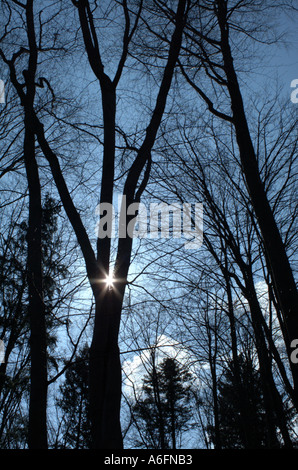 Temperate forest from Romania, Europe, EU, UE Stock Photo - Alamy