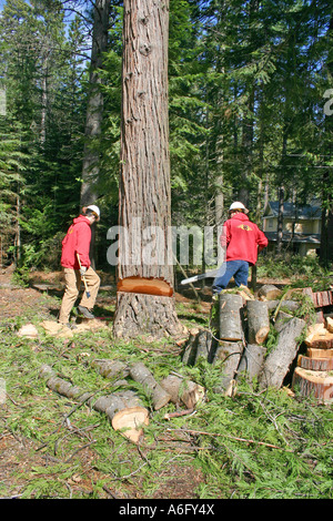 A Tree Faller with his equipment Stock Photo - Alamy