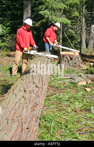 A Tree Faller with his equipment Stock Photo - Alamy
