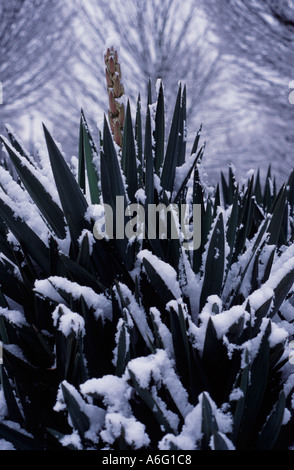 Yucca plants in the snow in a park in West London England UK Stock ...