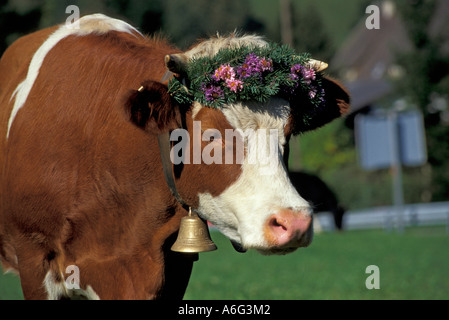 Decorated cow, Almabtrieb in Münstertal, Black Forest, Baden ...