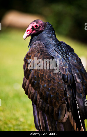 The adult turkey vulture has a red head while the juvenile has a black ...