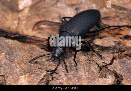 Darkling Beetle larva. Zophobas morio, feeding on polystyrene. UK Stock ...