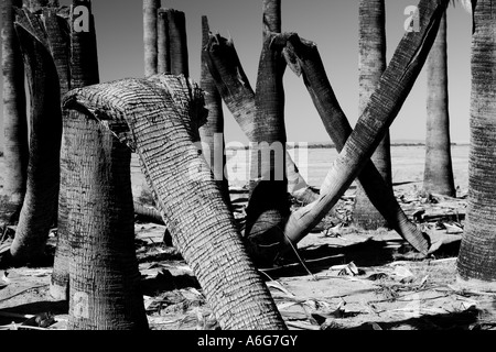 Landscape with dramatically bent tree Stock Photo - Alamy