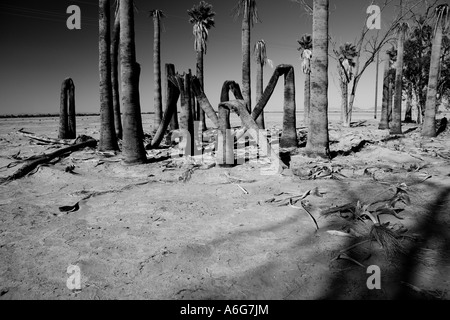 Landscape with dramatically bent tree Stock Photo - Alamy
