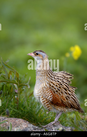 Meadow Rail, Corncrake, Meadow Rails, corn crakes (Crex crex), Rails ...