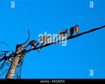 Monkeys crossing road on power line Cherating Malaysia Stock Photo - Alamy