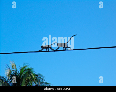 Monkeys crossing road on power line Cherating Malaysia Stock Photo - Alamy