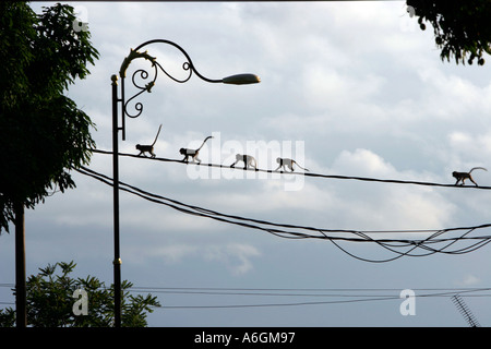 Monkeys crossing road on power line Cherating Malaysia Stock Photo - Alamy