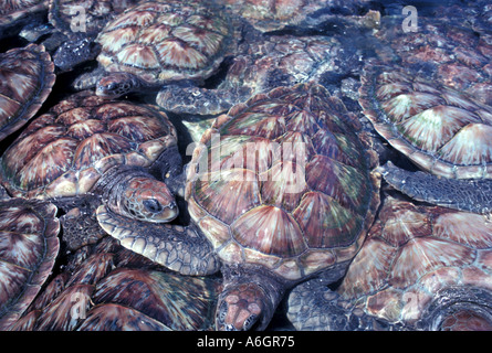 Green Sea Turtles Bunched in a Tank Stock Photo - Alamy