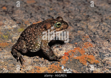 Karoo toad; Bufo gariepensis Stock Photo - Alamy