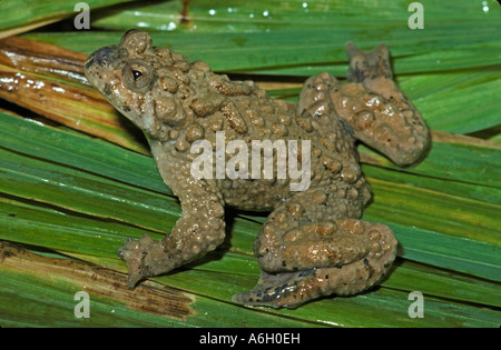 Giant fire-bellied toad (Bombina maxima), captive, native to China ...