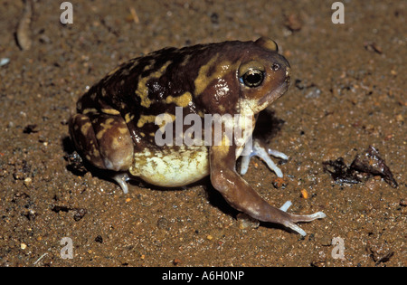 Marbled Balloon Frog (Uperodon systoma Stock Photo - Alamy