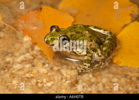 Parsley frog Pelodytes punctatus Spain Stock Photo - Alamy
