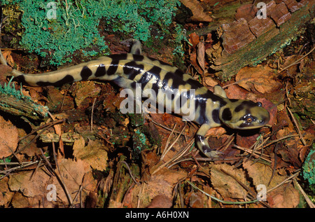 Barred tiger salamander (Ambystoma tigrinum mavortium)eating earth worm ...