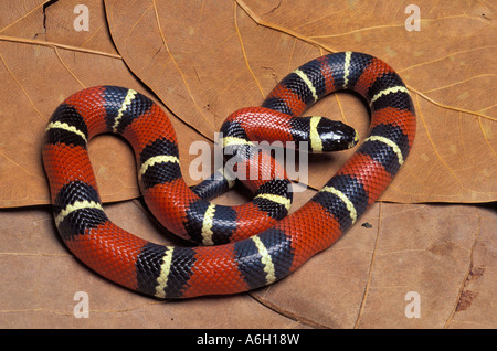 False coral / Milk snake (Lampropeltis triangulum micropholis) Andes ...