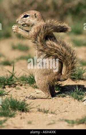 African ground squirrel eating grass, Botswana South Africa Stock Photo ...