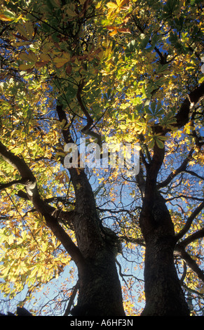Majestic tree with orange leaves at autumn mountain valley. Dramatic ...