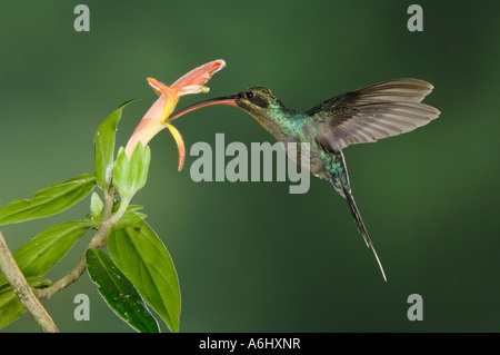 Male Green Hermit Hummingbird in flight Stock Photo - Alamy