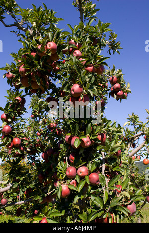 MARKHAM VIRGINIA USA apple tree orchard with ripe fruit Stock Photo - Alamy
