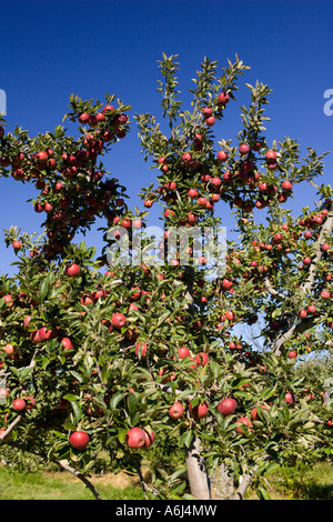 MARKHAM VIRGINIA USA apple tree orchard with ripe fruit Stock Photo - Alamy